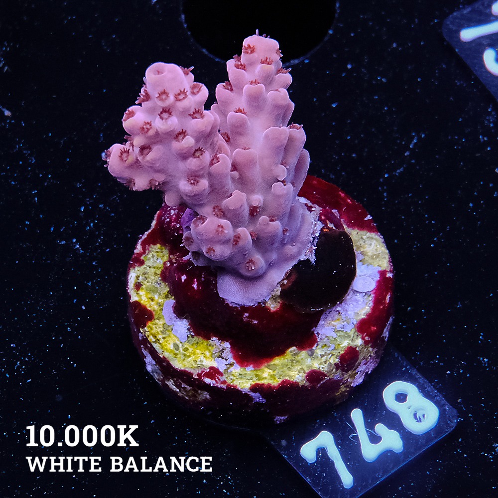 Acropora Sp. - Tom's coral