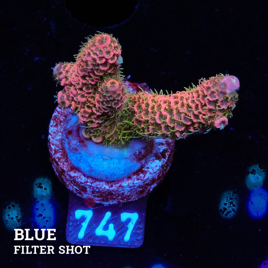 Acropora Millepora 'Pink & Green Polyps' - Tom's coral