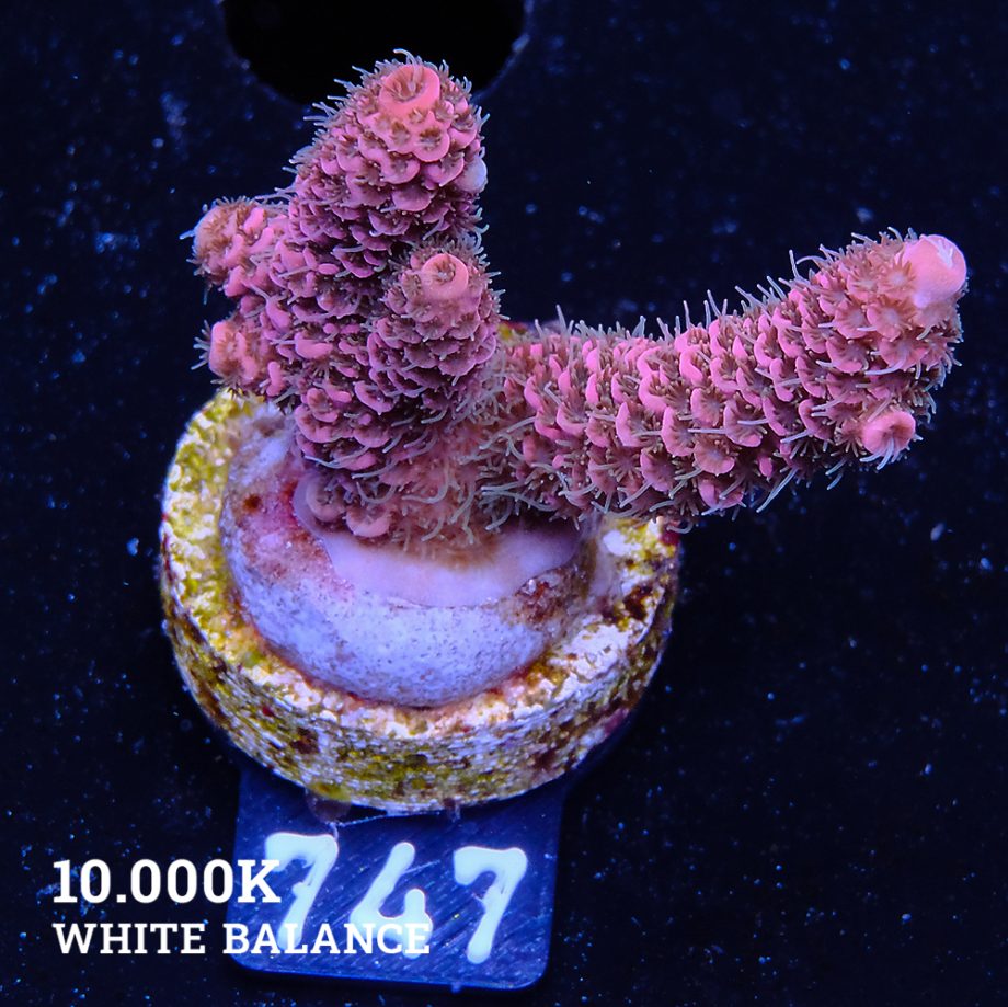 Acropora Millepora 'Pink & Green Polyps' - Tom's coral