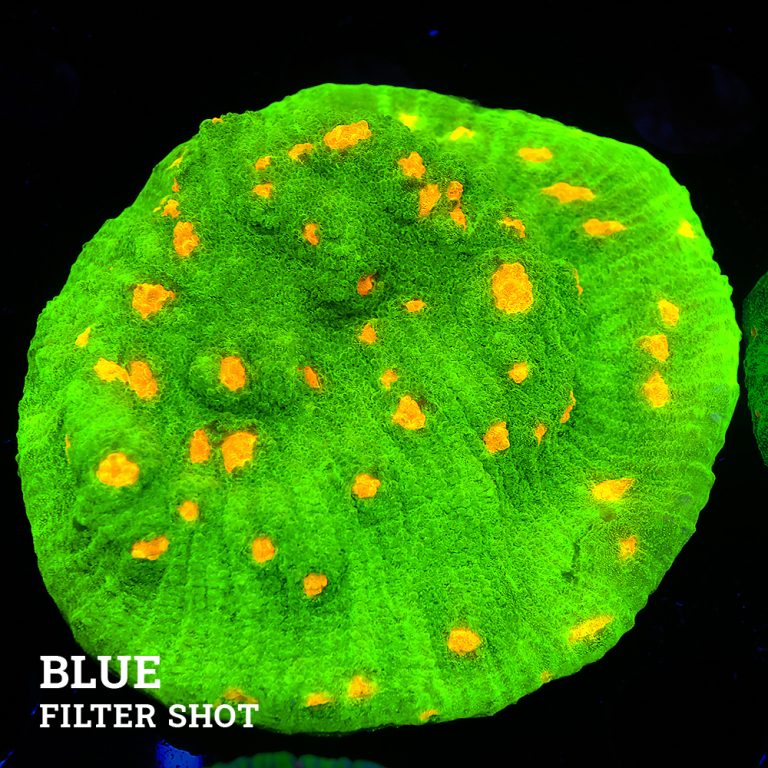 Chalice 'Space Invader' L - Toms Korallen