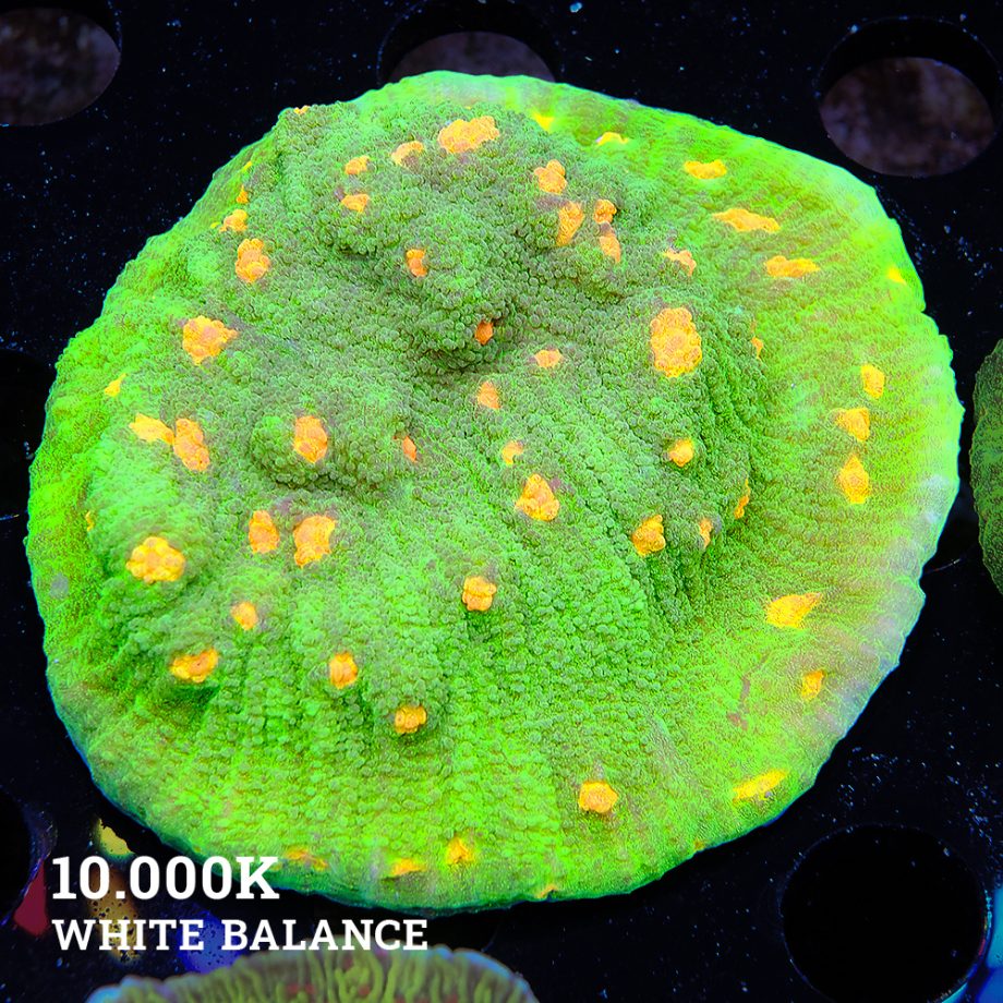 Chalice 'Space Invader' L - Toms Korallen