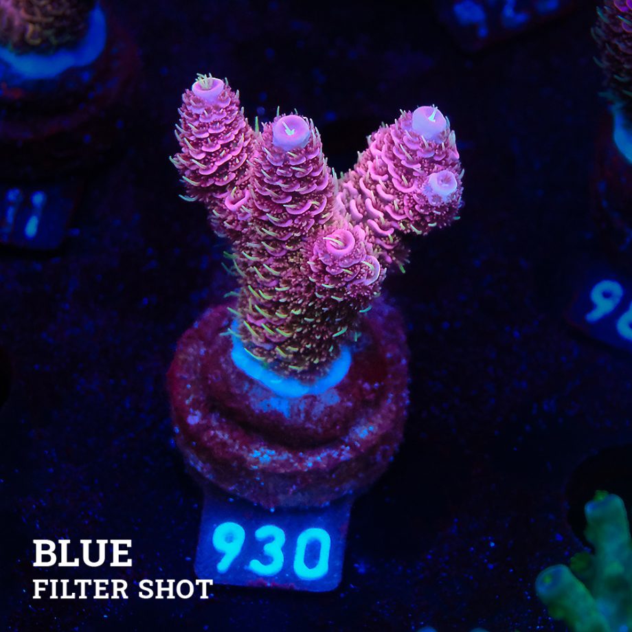 Acropora Millepora 'Pink & Green Polyps' - Toms Korallen