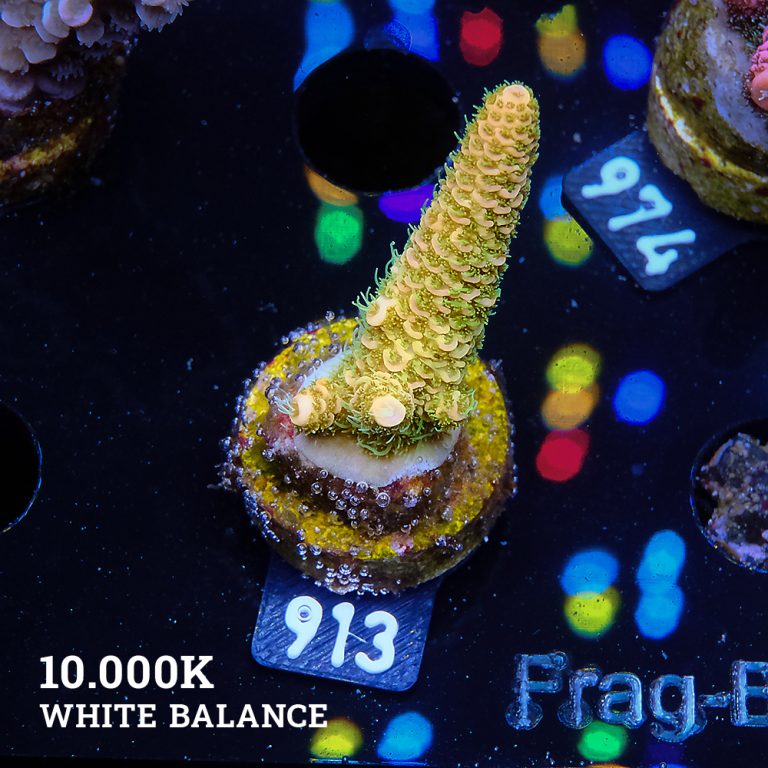 Acropora Millepora 'Solar Flare' - Tom's coral