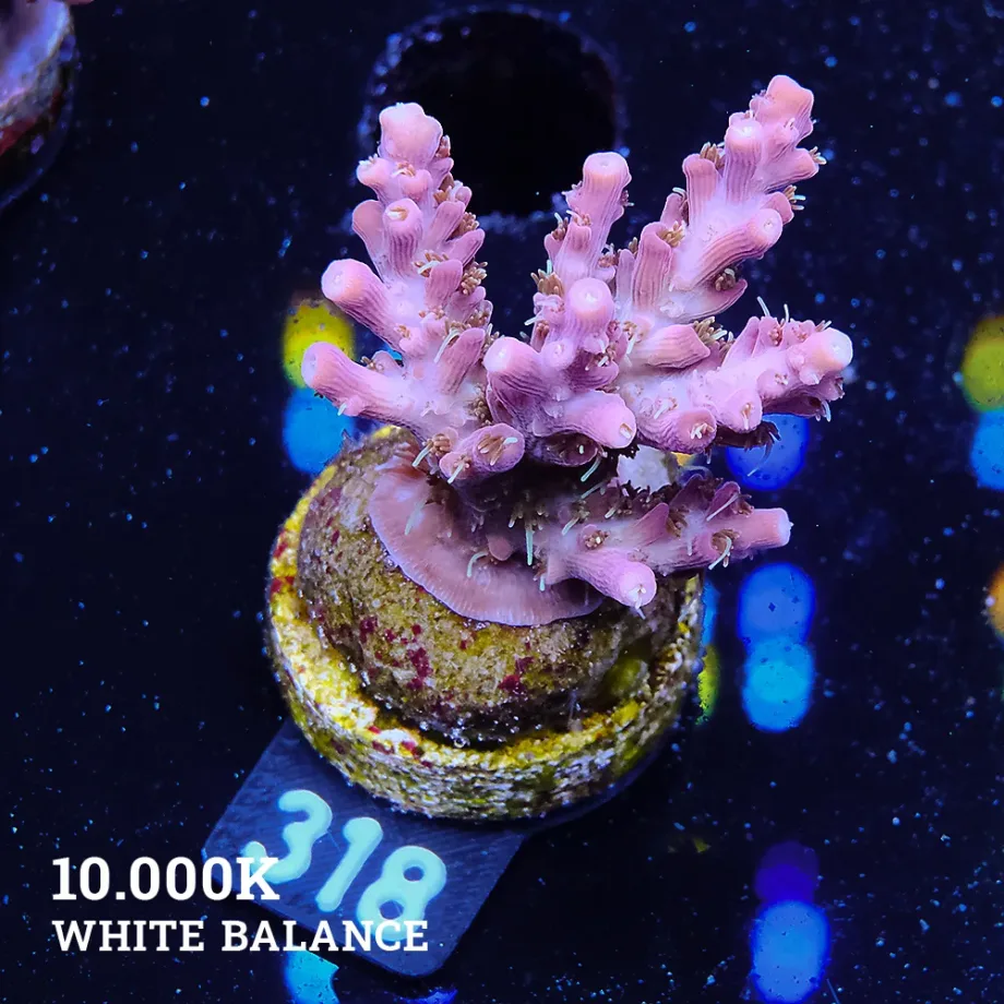 Acropora 'Confetti Ultra' - Tom's coral
