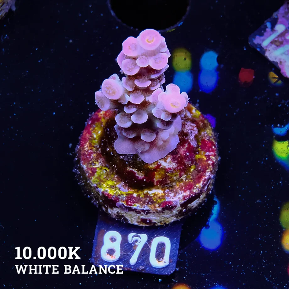 Acropora Tenuis 'Rainbow' - Tom's coral