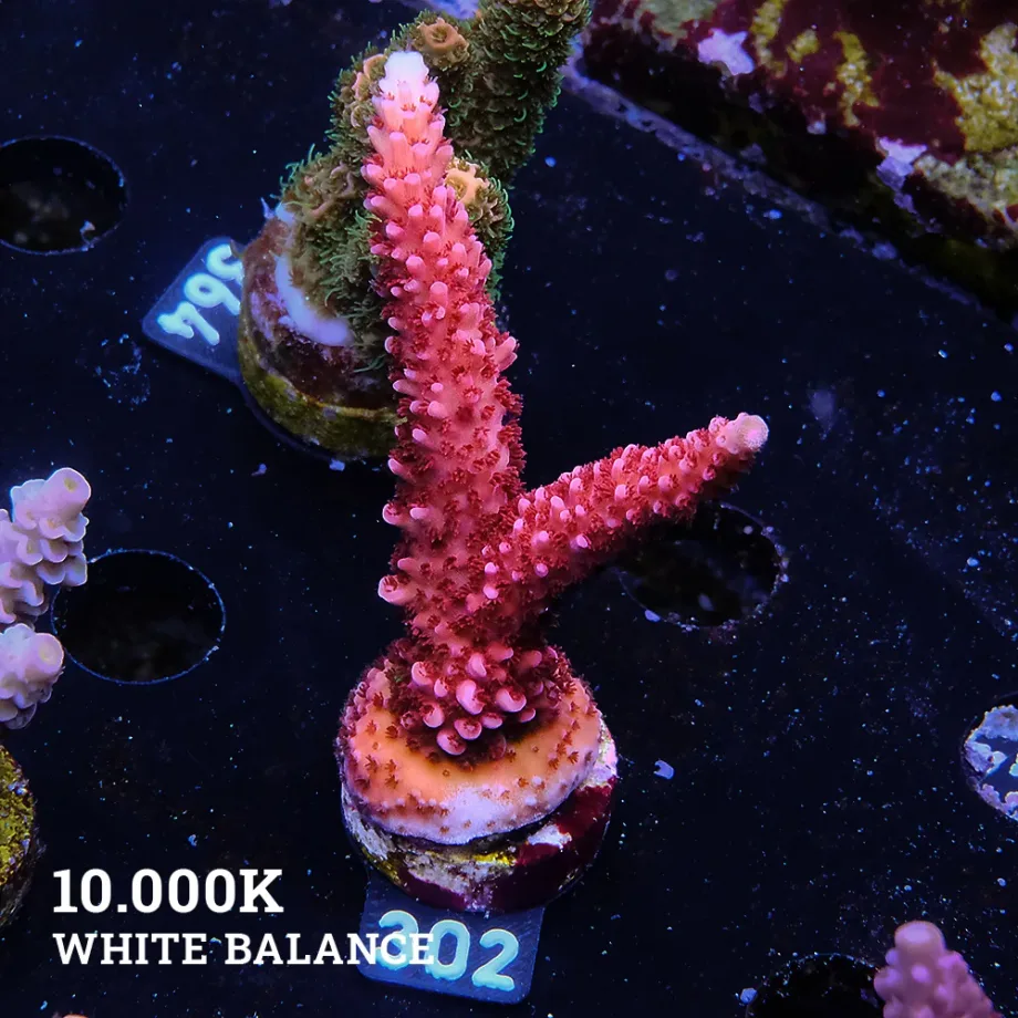 FM Red Robin - Tom's corals