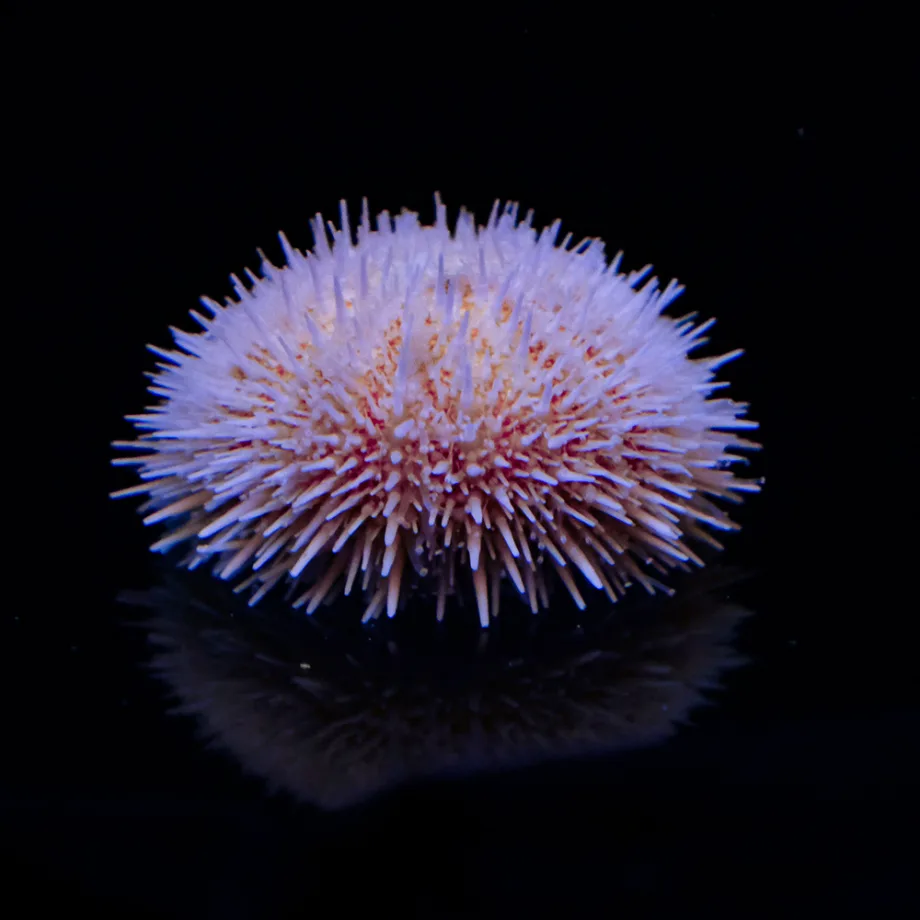 Salmacis 'Pink Lady Sea Urchin' - Tom's Corals