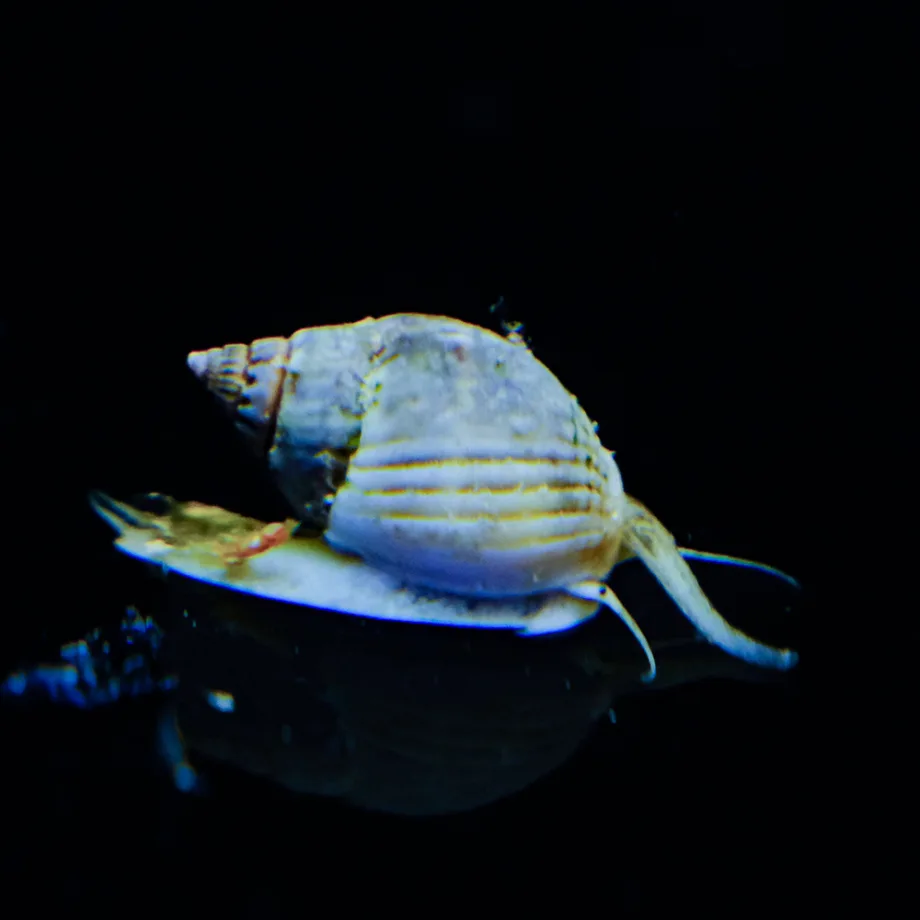 Nassarius reticulatus 'whelk' - Tom's corals