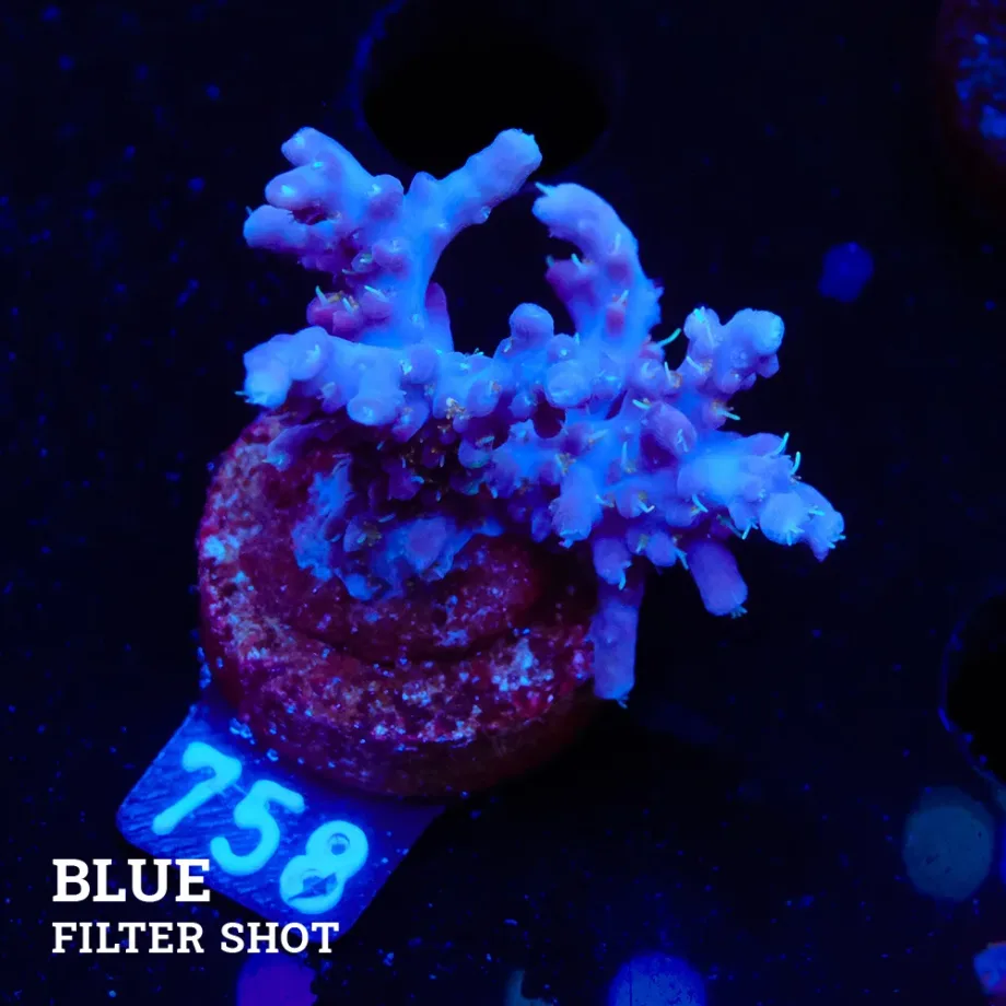 Acropora 'Confetti' B-Ware - Toms Korallen