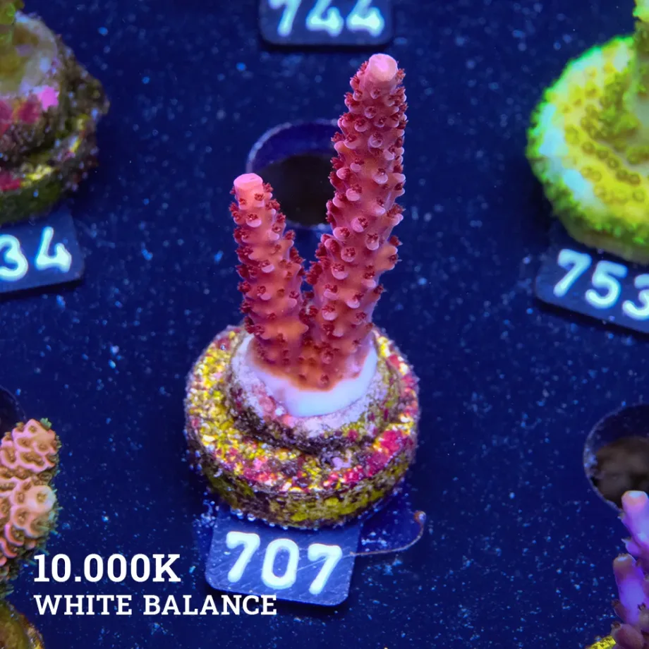 FM Red Robin - Tom's corals