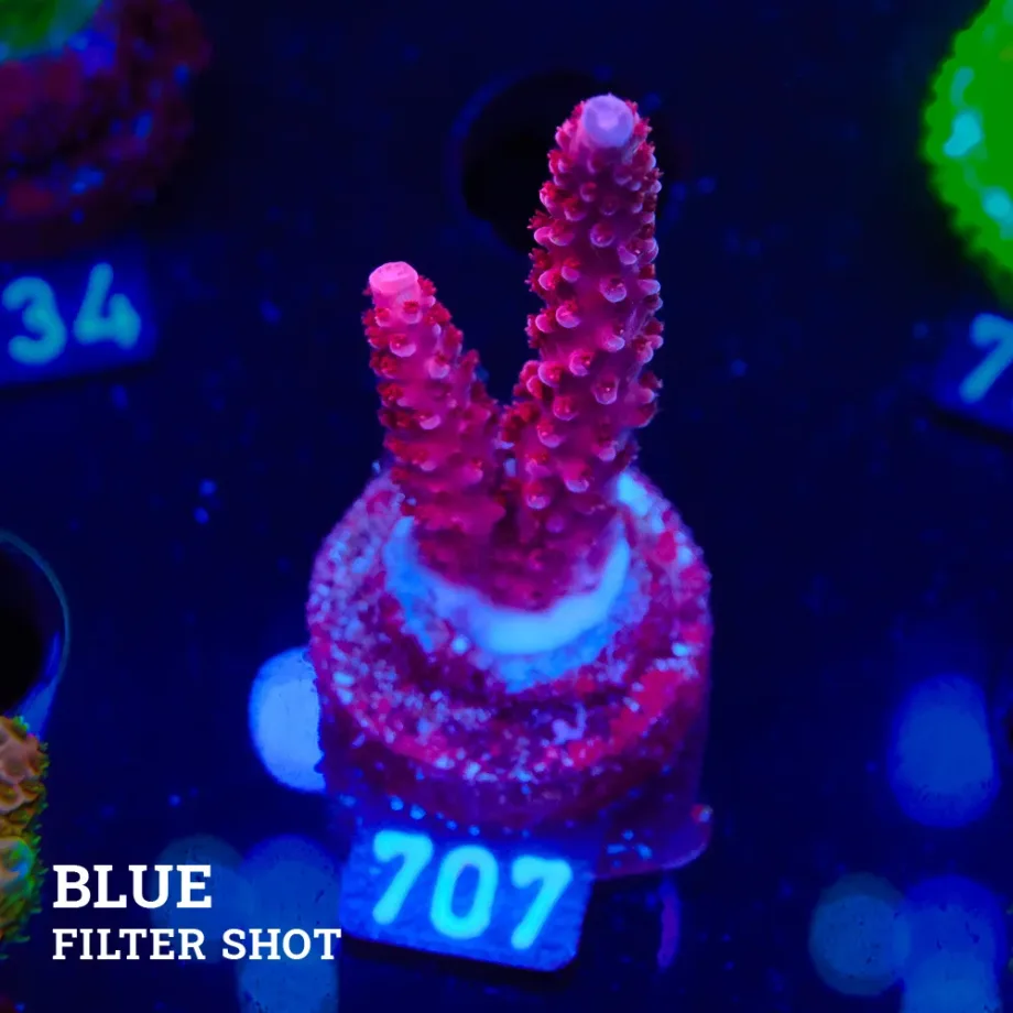 FM Red Robin - Tom's corals