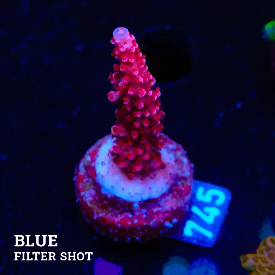 FM Red Robin - Tom's corals