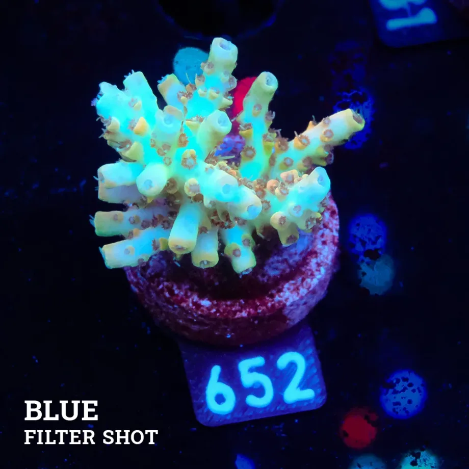 TK Creamy Cinthus - Toms Korallen