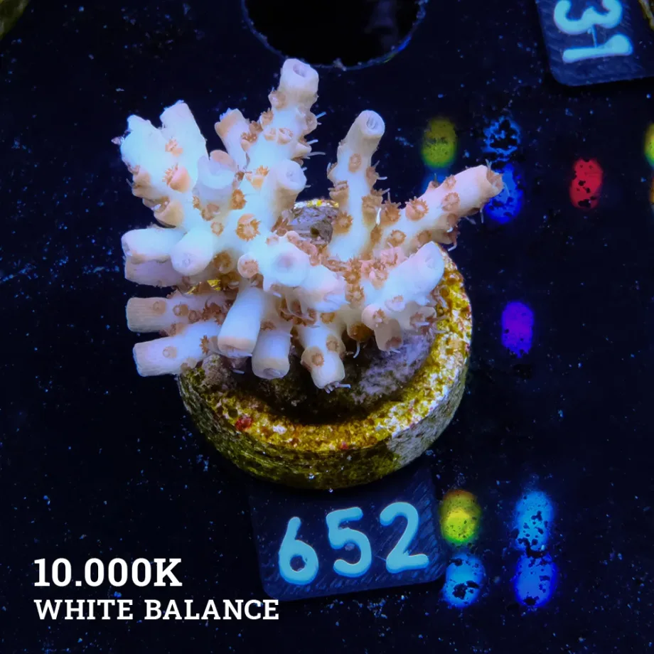 TK Creamy Cinthus - Toms Korallen