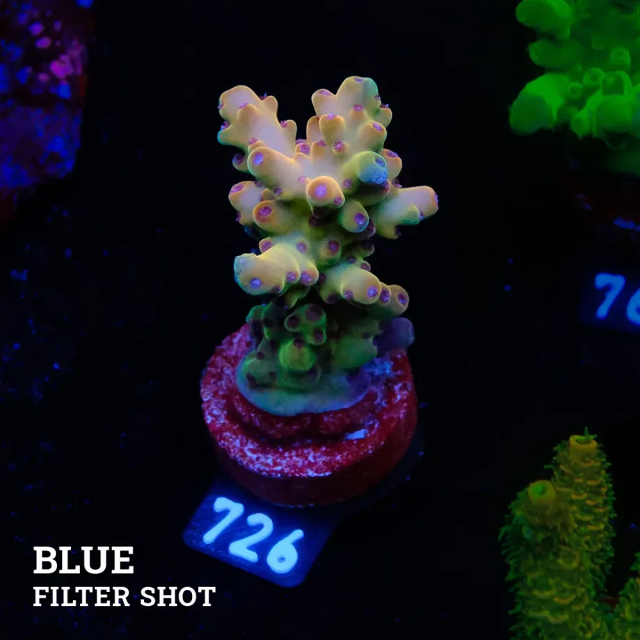 Acropora Granulosa - Tom's coral