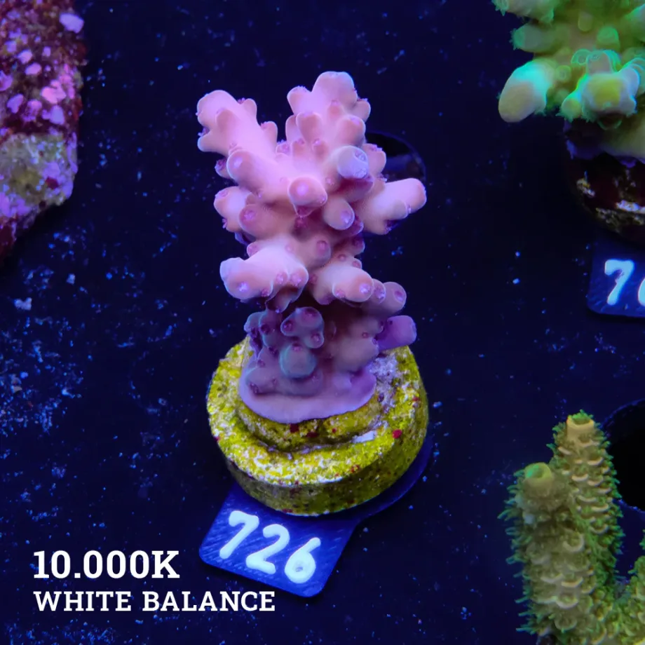 Acropora Granulosa - Tom's coral