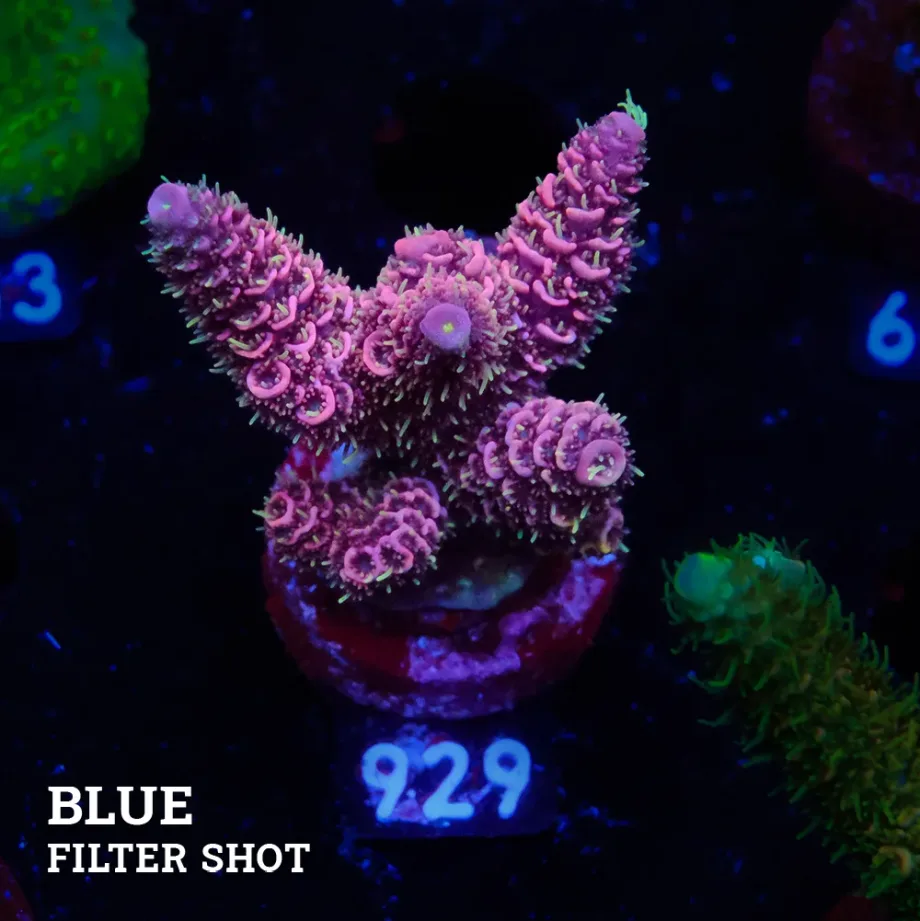 Acropora Millepora 'Pink' - Tom's coral