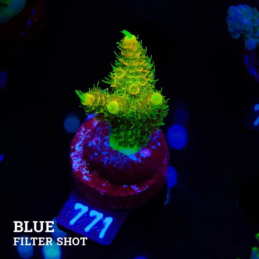 Acropora Millepora 'Yellow-ish' - Toms Korallen