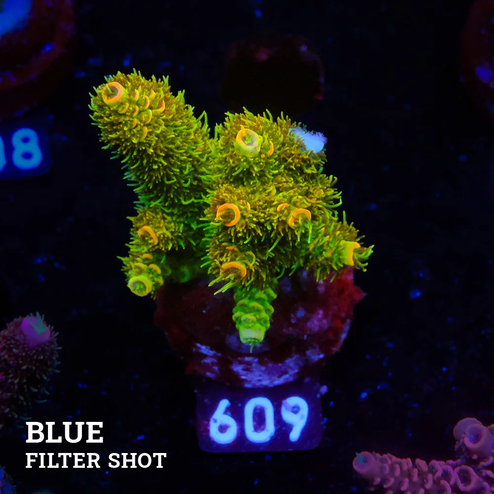 Acropora Millepora 'Yellow-ish' - Toms Korallen