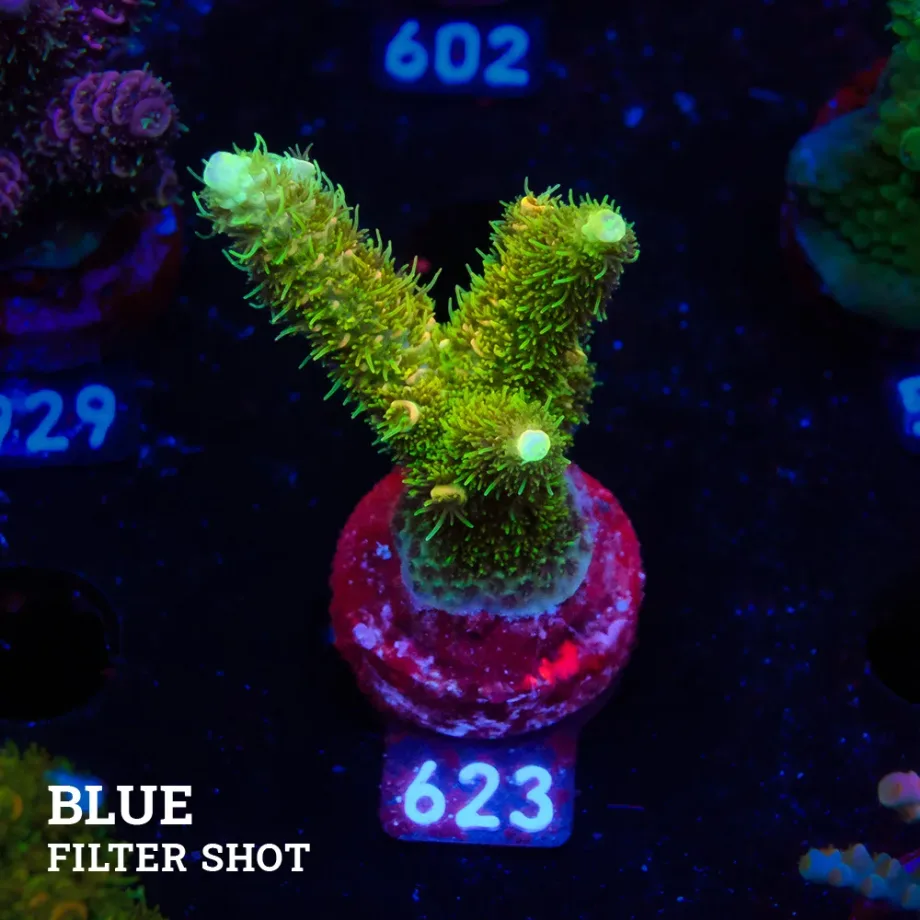 Acropora Millepora 'Yellow-ish' - Toms Korallen