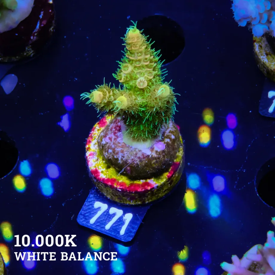 Acropora Millepora 'Yellow-ish' - Toms Korallen