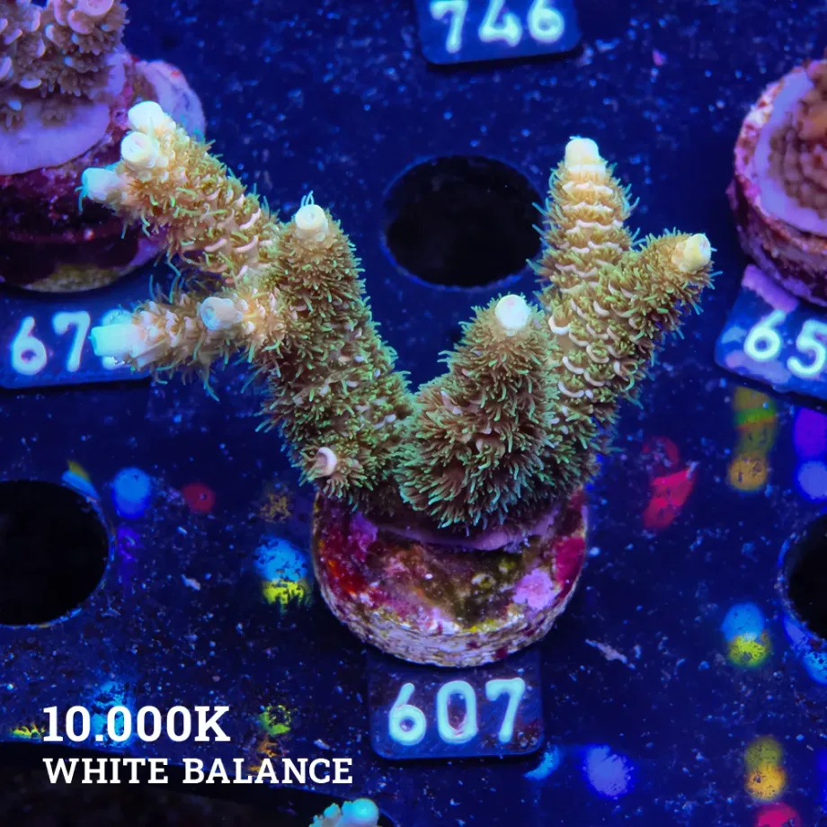 Acropora Millepora 'Yellow-ish' - Toms Korallen