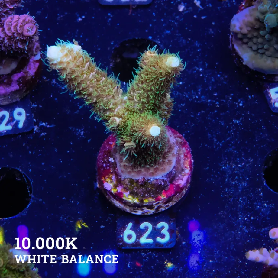 Acropora Millepora 'Yellow-ish' - Toms Korallen