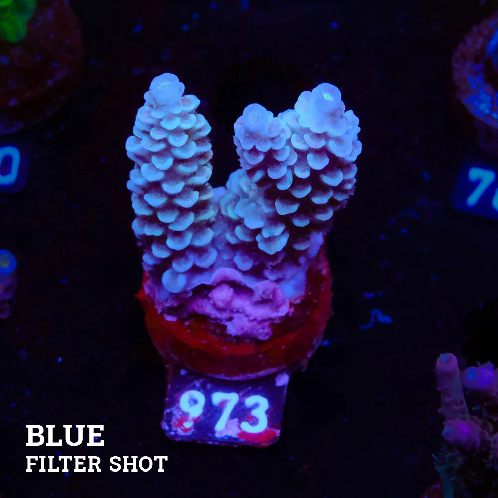 Acropora Tenuis - Tom's coral