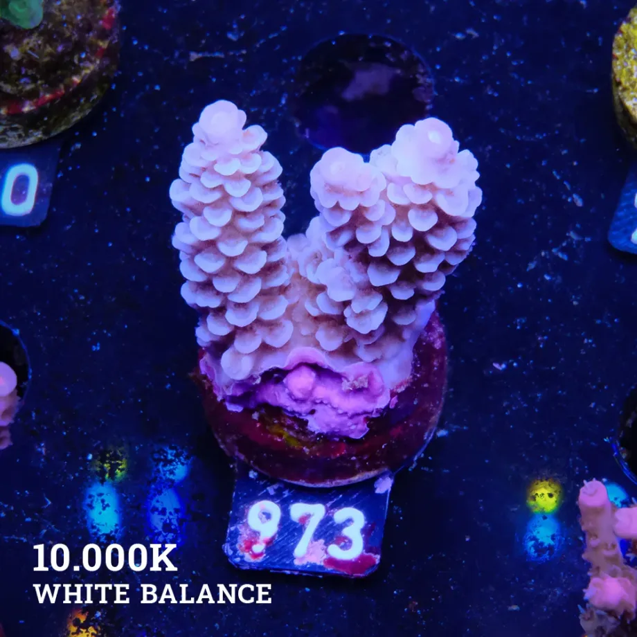 Acropora Tenuis - Tom's coral