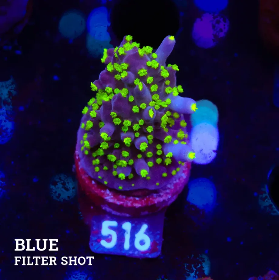 Acropora Tricolor - Tom's coral