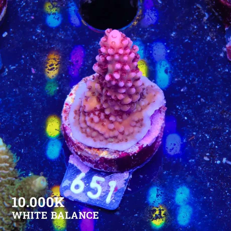 FM Red Robin (grafting) - Toms Korallen