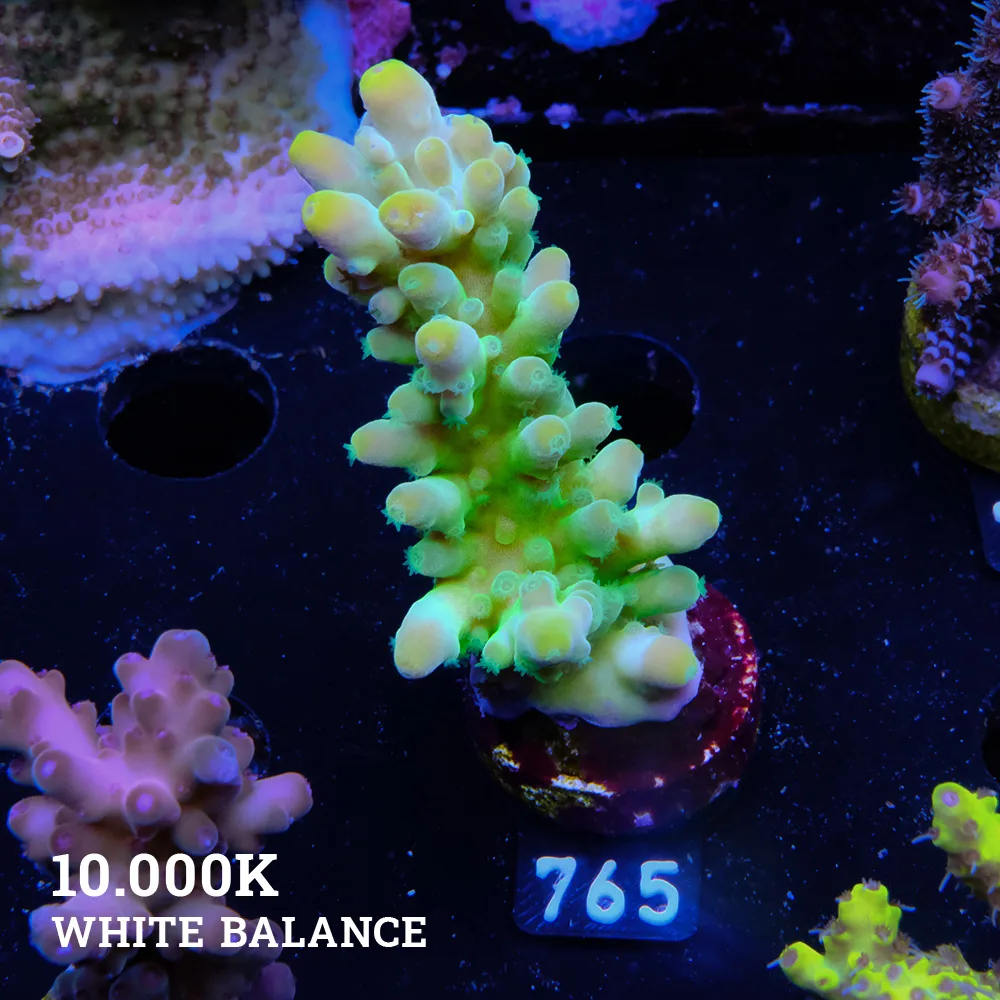 TK Austera Yellow Tips - Toms Korallen