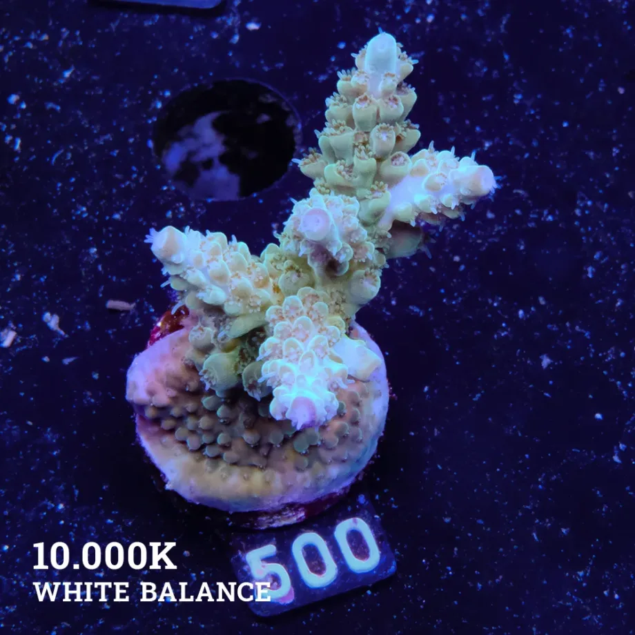 TK Honey Dew - Tom's corals